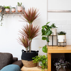 A Guide To Owning and Caring for The Dragon Tree | The Little Botanical