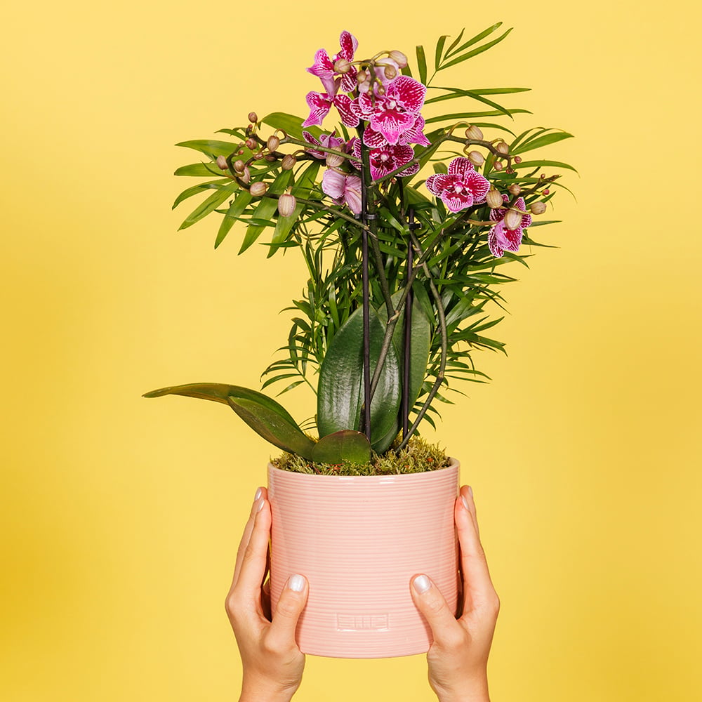 The Little Botanical | Houseplants & Flowers Delivered Nationwide