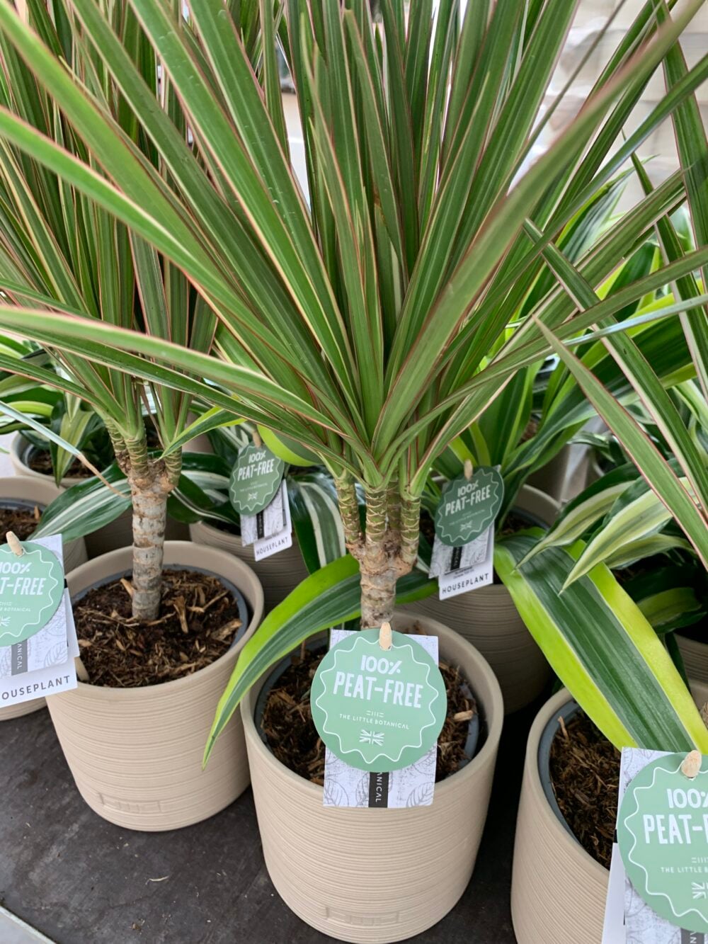 A Guide To Owning and Caring for The Dragon Tree | The Little Botanical