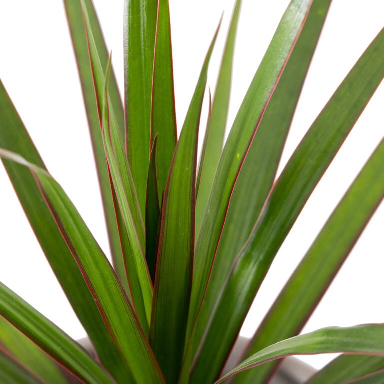 A Guide To Owning and Caring for The Dragon Tree | The Little Botanical
