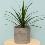 A Guide To Owning and Caring for The Dragon Tree | The Little Botanical