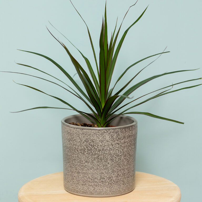A Guide To Owning and Caring for The Dragon Tree | The Little Botanical