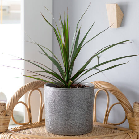 A Guide To Owning and Caring for The Dragon Tree | The Little Botanical