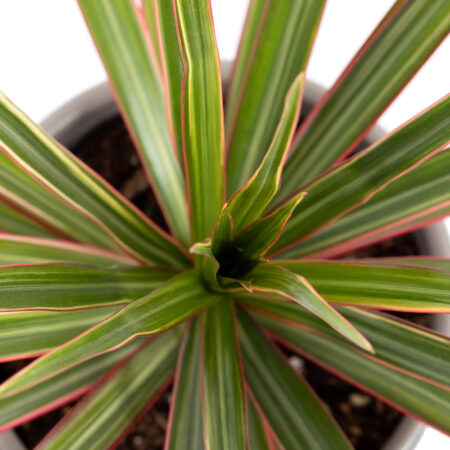 A Guide To Owning and Caring for The Dragon Tree | The Little Botanical