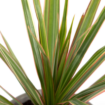 A Guide To Owning and Caring for The Dragon Tree | The Little Botanical