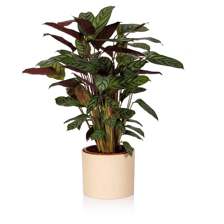 Calathea | Prayer Plant | Indoor Houseplants | UK Delivery
