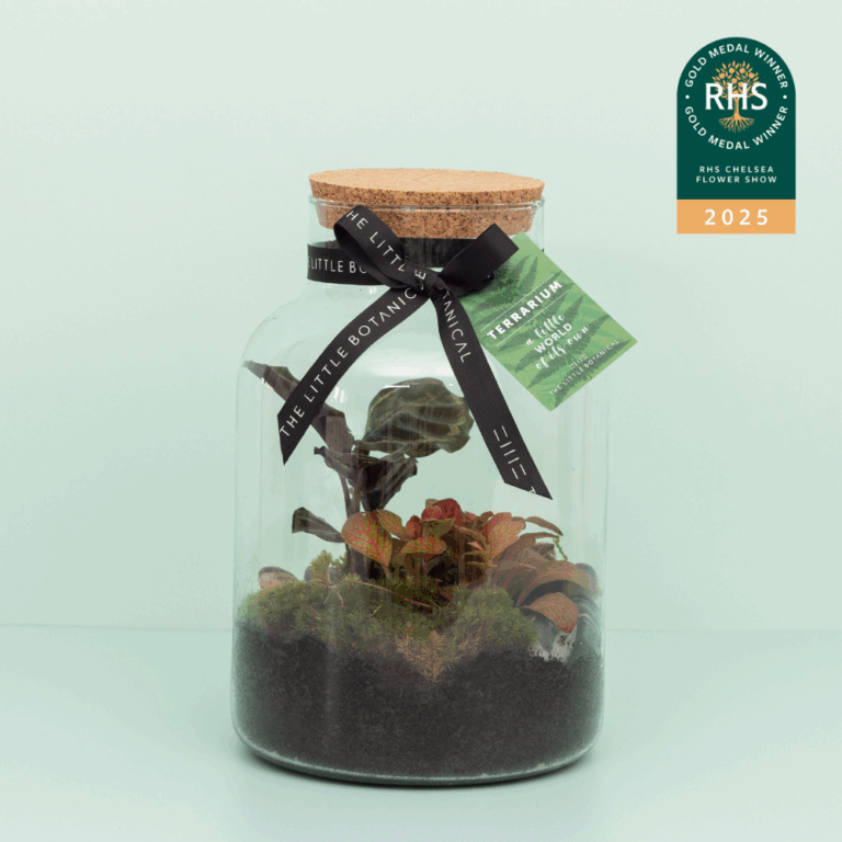 Medium Glass Terrarium | The Little Botanical