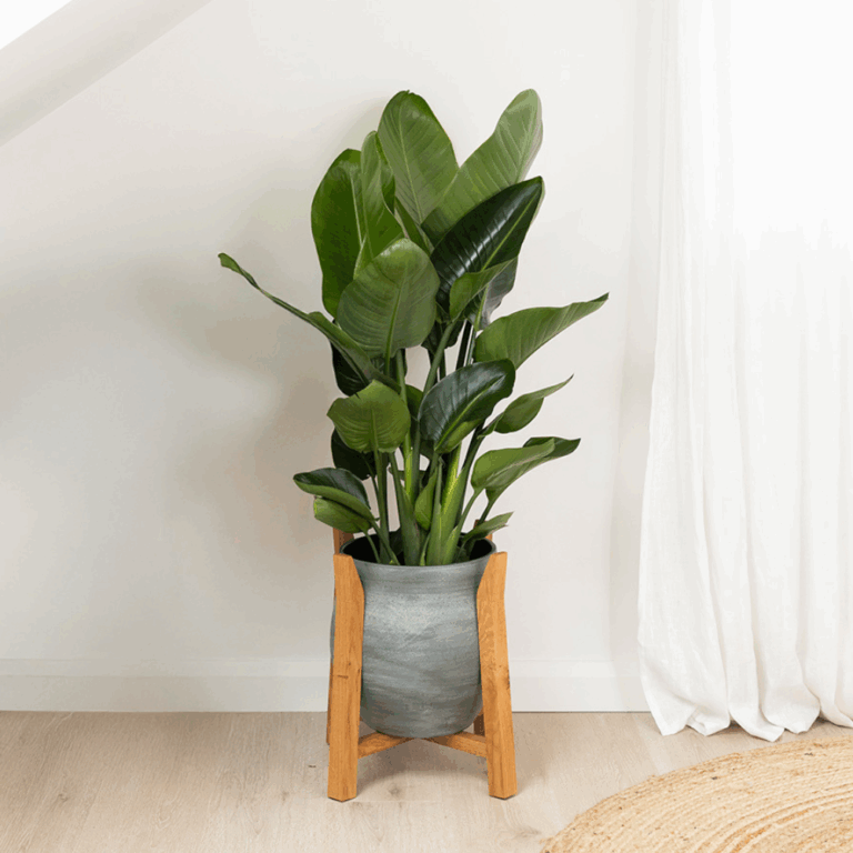 British Handmade Wooden Plant Stand - Short | The Little Botanical