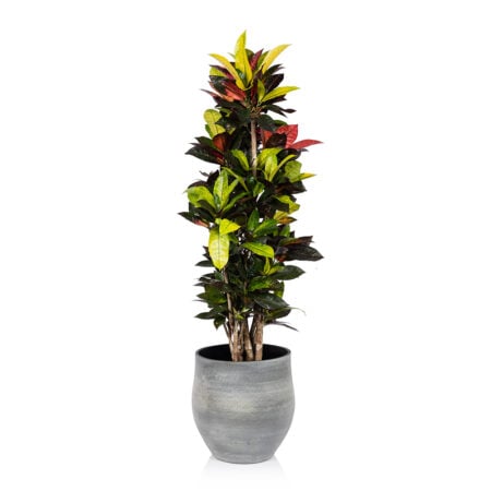 Croton Tree | The Little Botanical