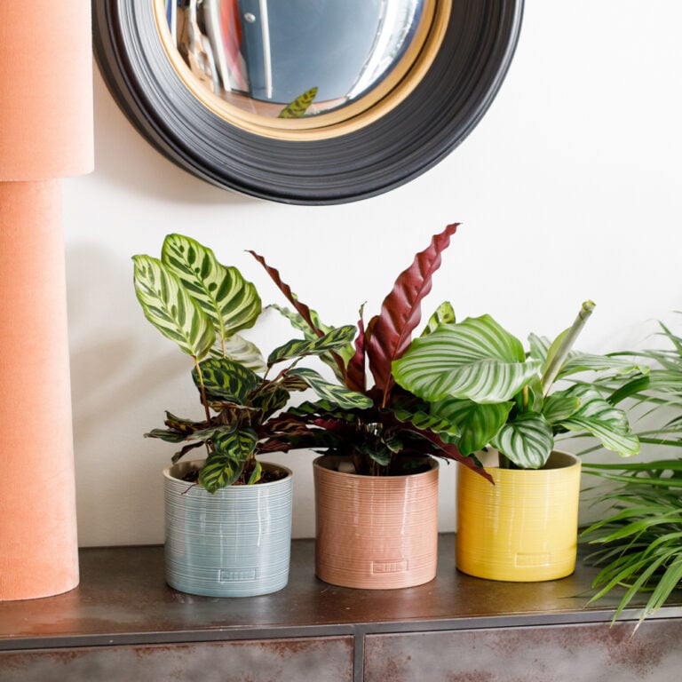 The Little Botanical | Houseplants & Flowers Delivered Nationwide