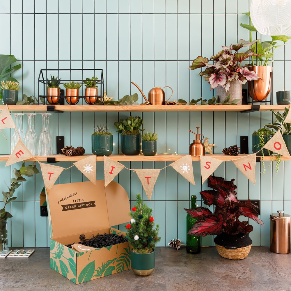 A Little Green Christmas in a Box | The Little Botanical
