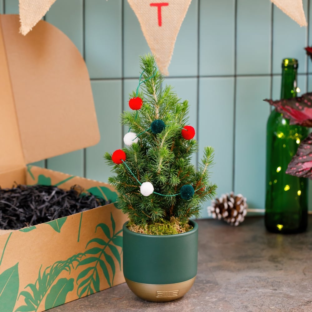 A Little Green Christmas in a Box | The Little Botanical