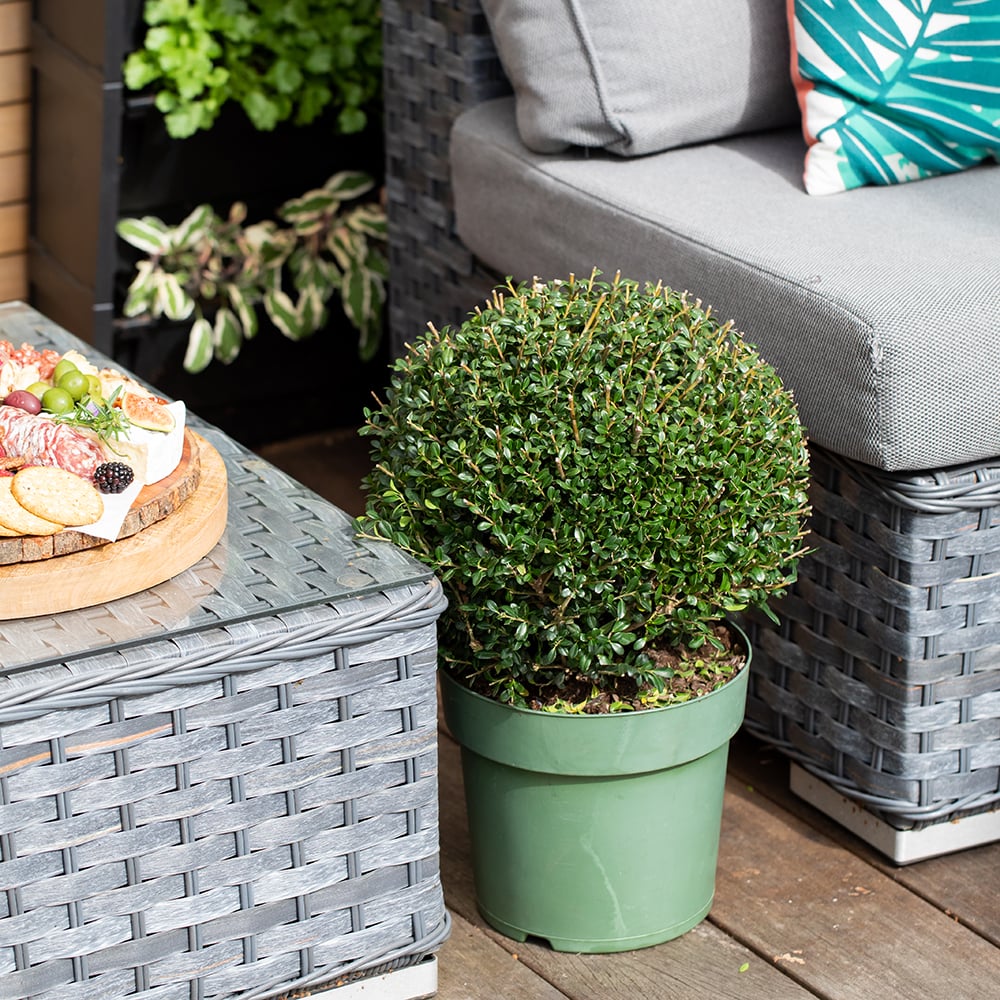 Buxus Ball | The Little Botanical