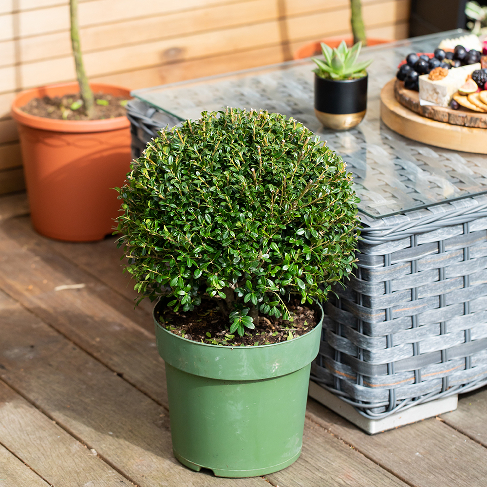 Buxus Ball | The Little Botanical