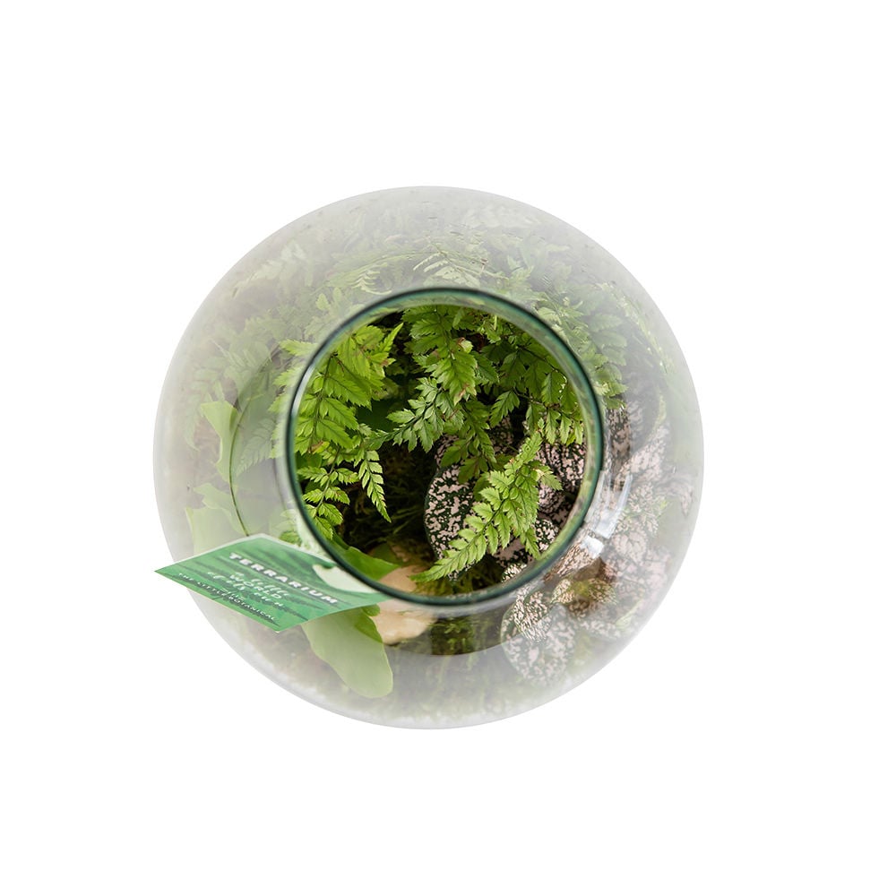 Fern Terrarium | Ready-Made Glass Jar Garden | The Little Botanical