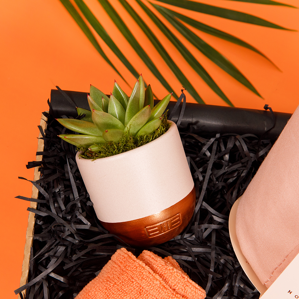 Hydrate & Revive – Hair-care Product Gift Box | The Little Botanical